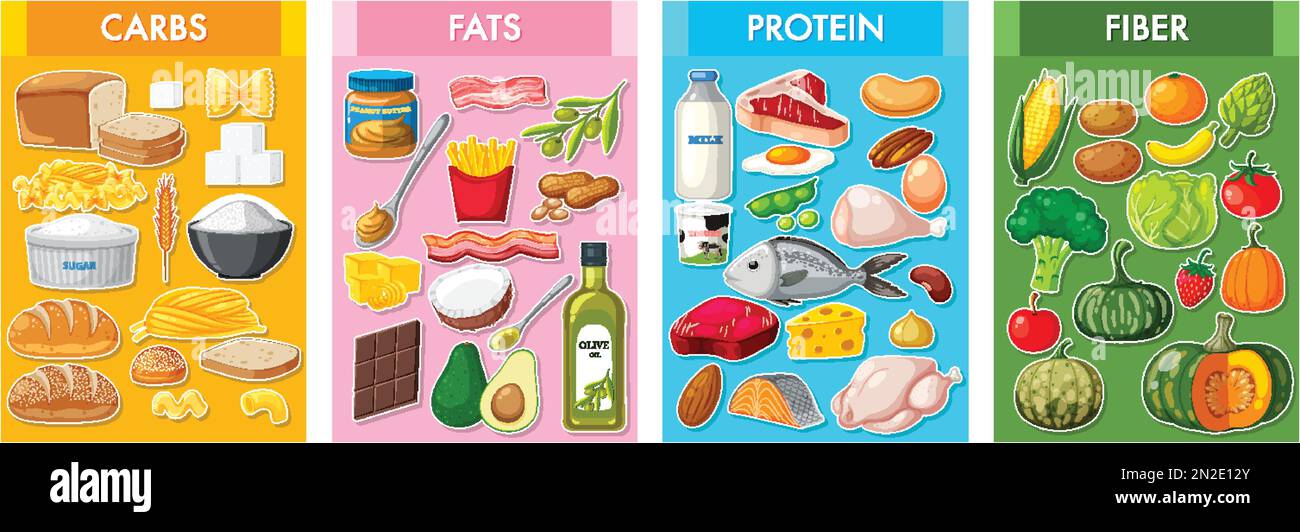 The four main food groups illustration Stock Vector Image & Art - Alamy