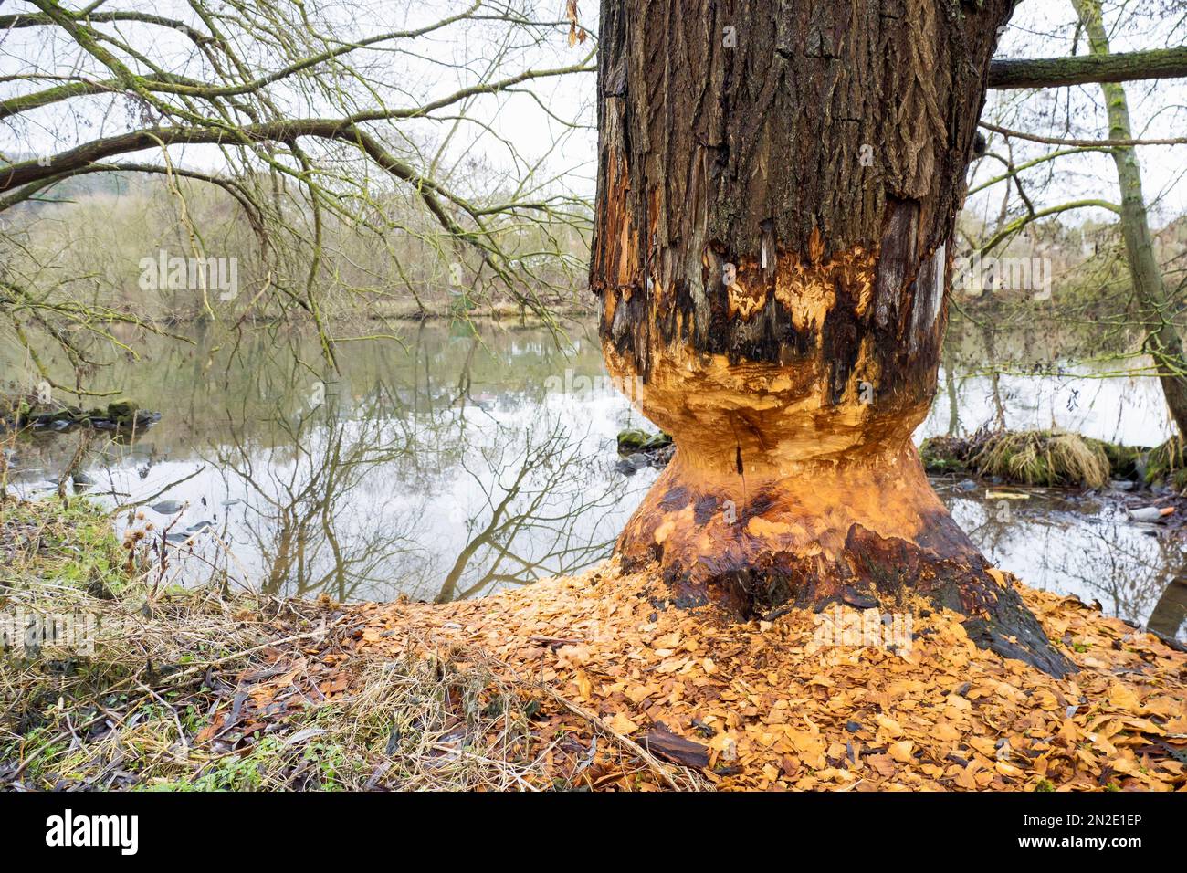 Beaver damage or gnaw marks on tree on the bank of the Fulda near ...