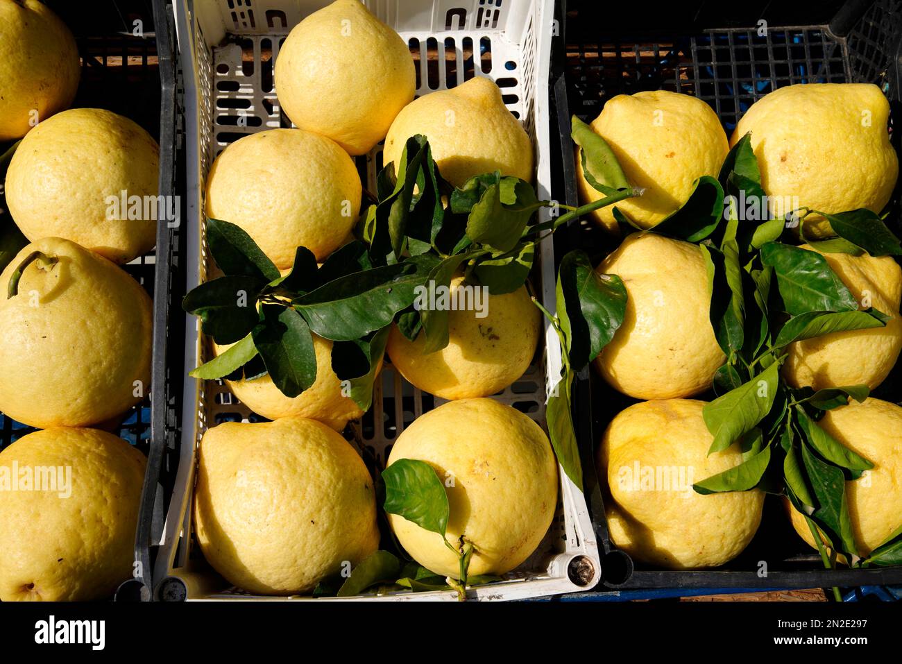 Still Life with Lemons, Capri, Campania, Italy Stock Photo - Alamy