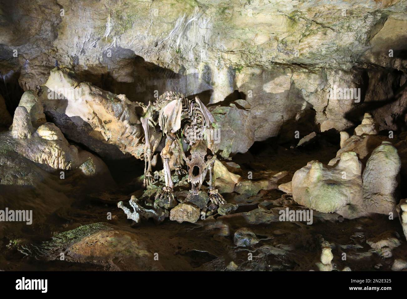 Skeleton of a bear, Baerenhoehle, Karlshoehle, Erpfinger Hoehle ...