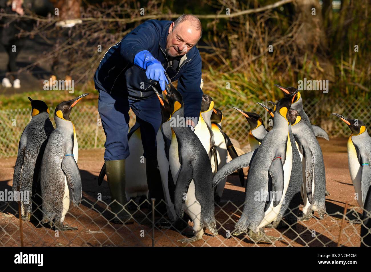 Royal Penguins Feeding Royal Penguins | Penguins International
