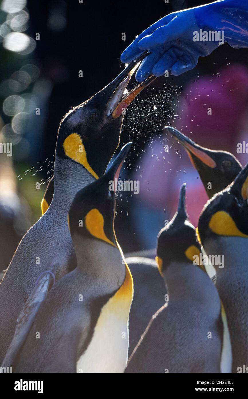 Feeding penguins hi-res stock photography and images - Alamy