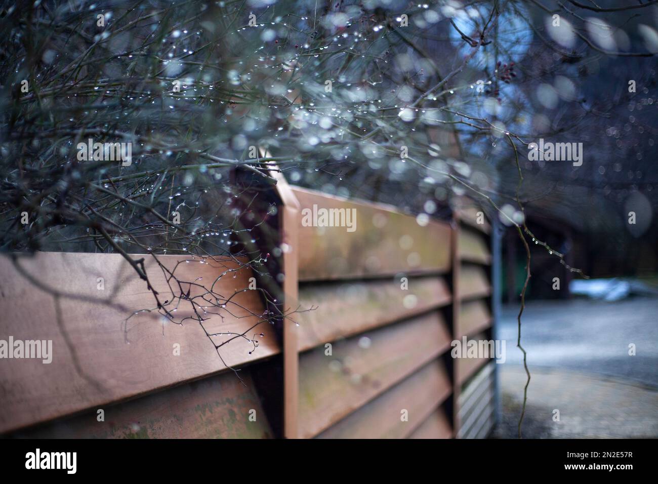 Drops of water on the branches of a plant. Early spring. Blurred ...