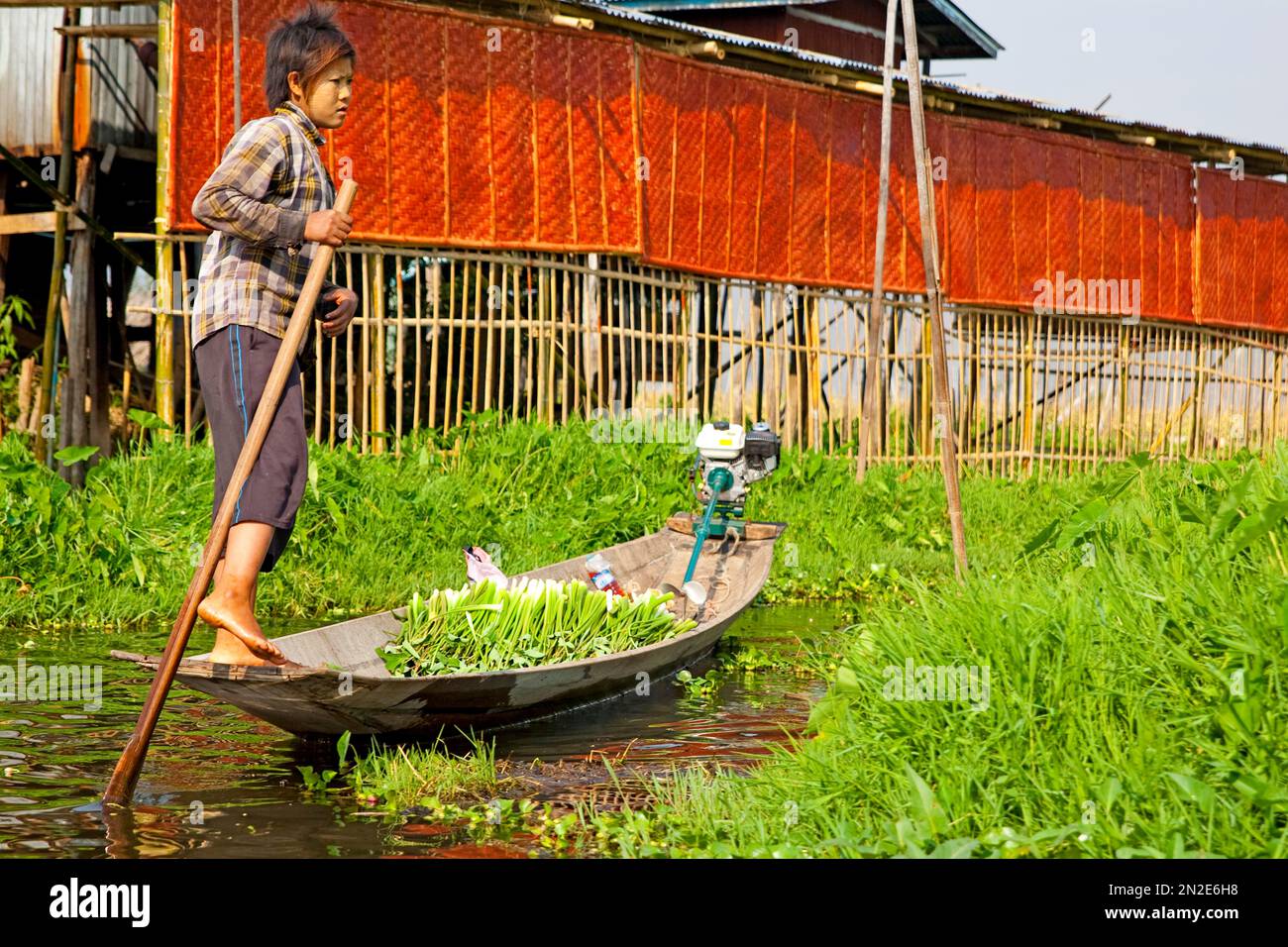 Working with canoes in floating fields, single-leg rowers, Inle Lake ...