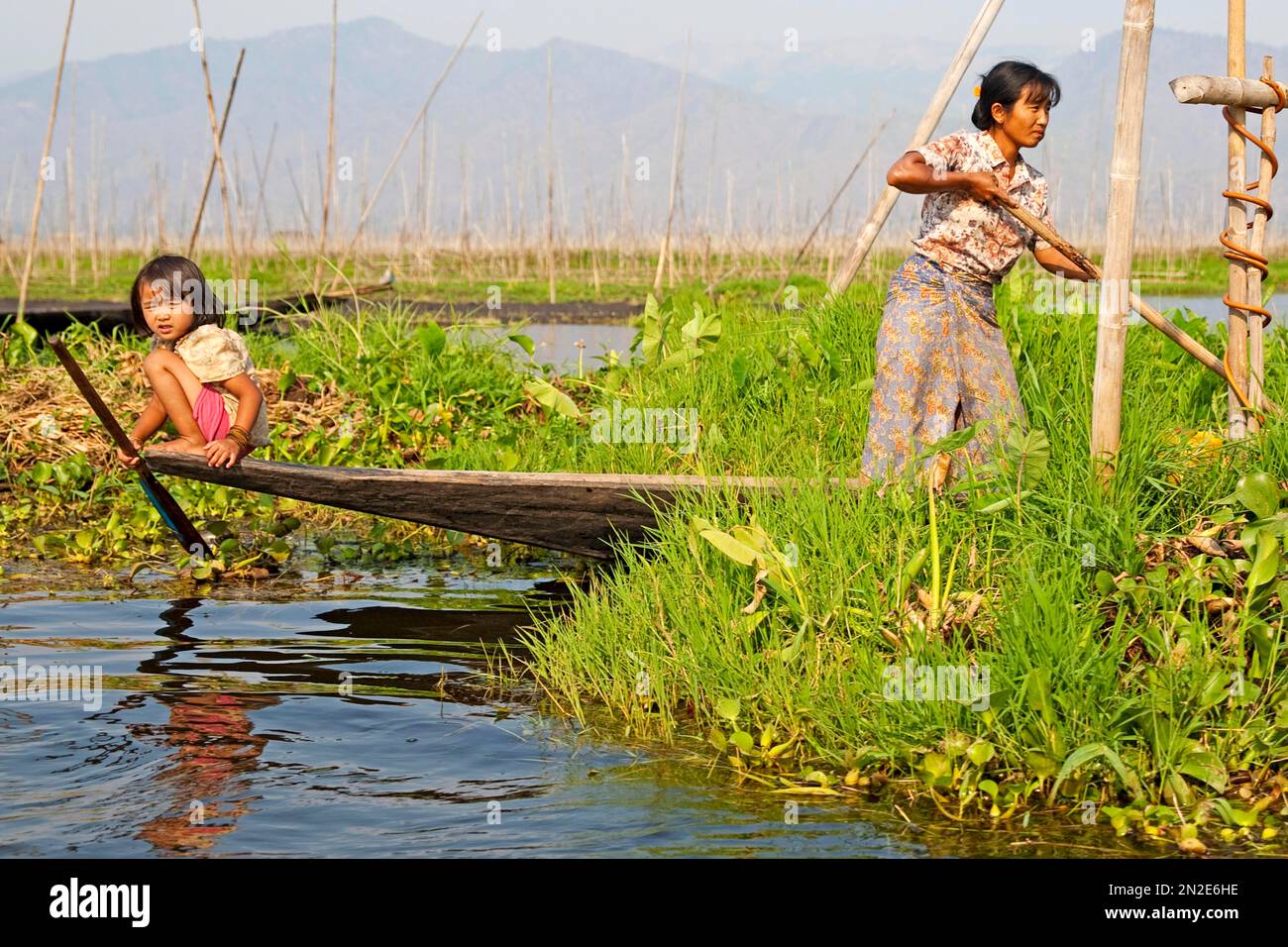 Working with canoes in floating fields, single-leg rowers, Inle Lake ...
