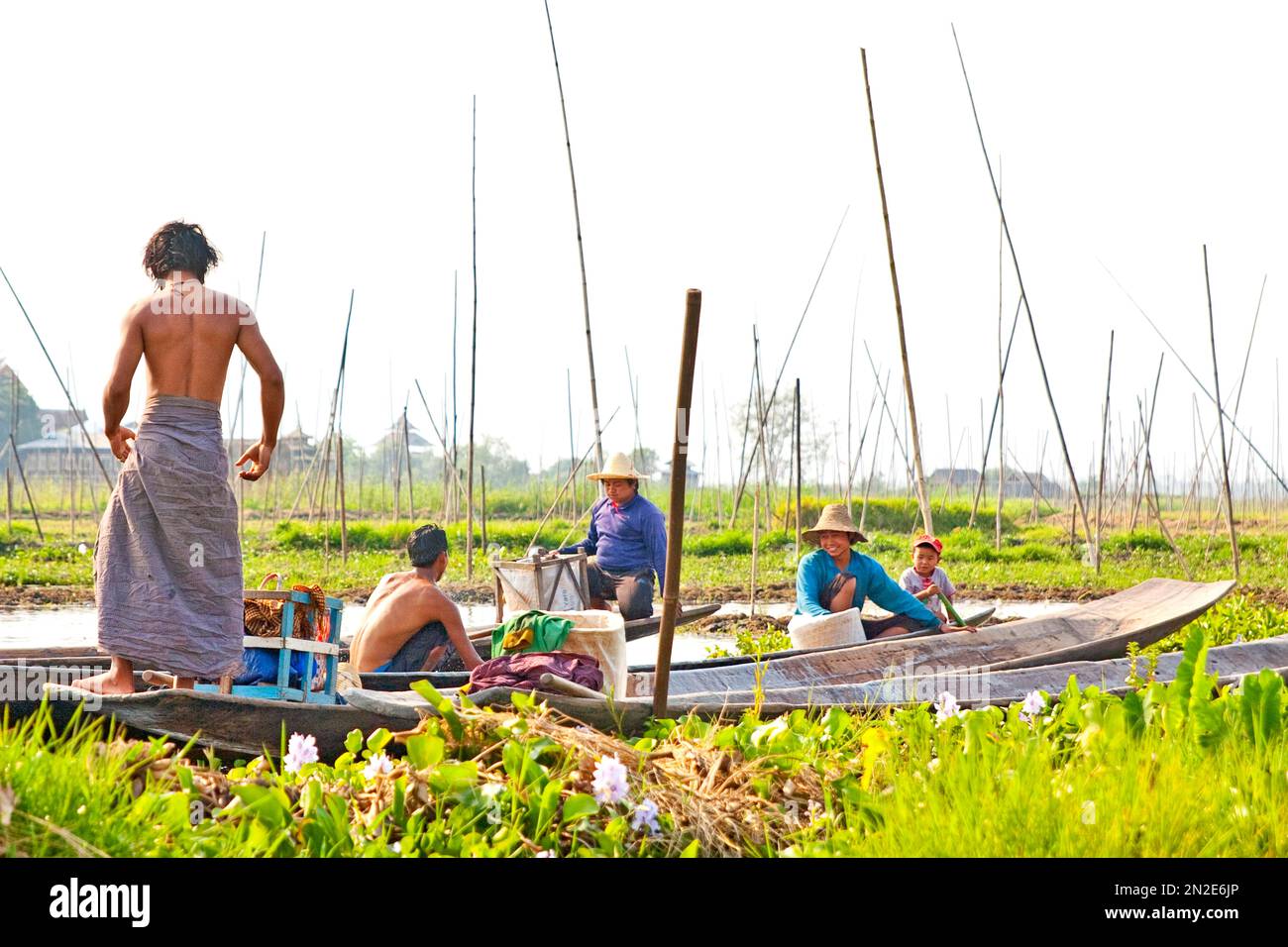 Working with canoes in floating fields, single-leg rowers, Inle Lake ...