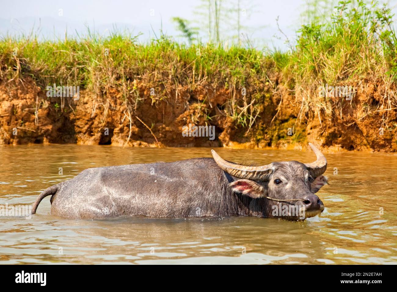 Water buffalo in the Nam Pilu River, boat trip to In Dein, Myanmar, In ...