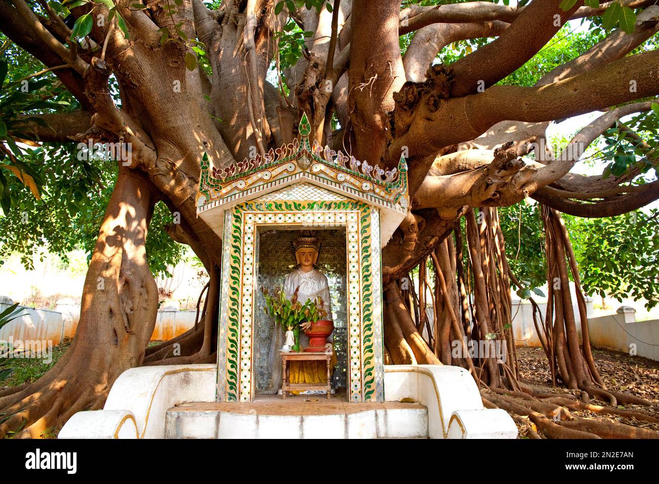Myanmar tree hi-res stock photography and images - Alamy