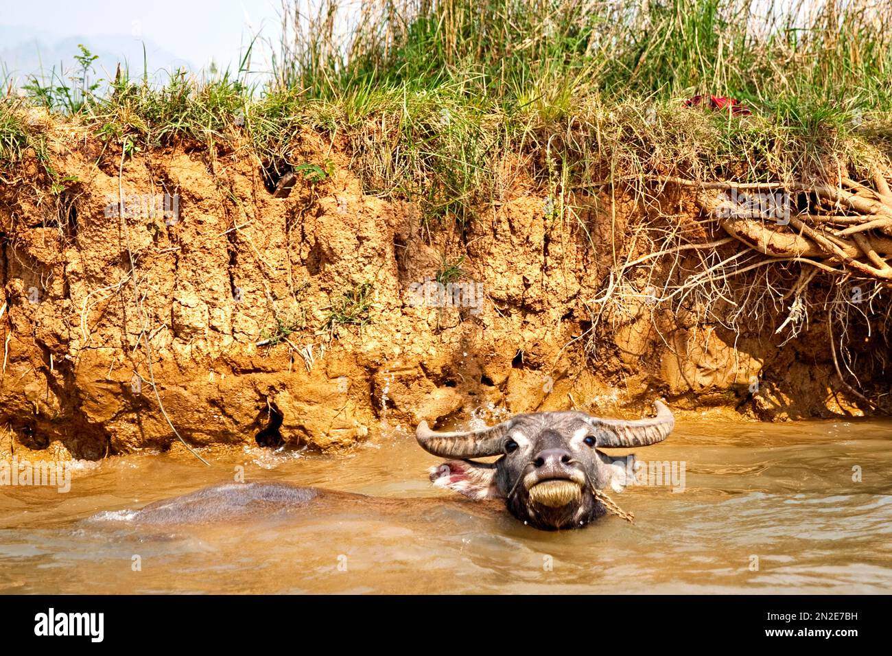 Water buffalo in the Nam Pilu River, boat trip to In Dein, Myanmar, In ...