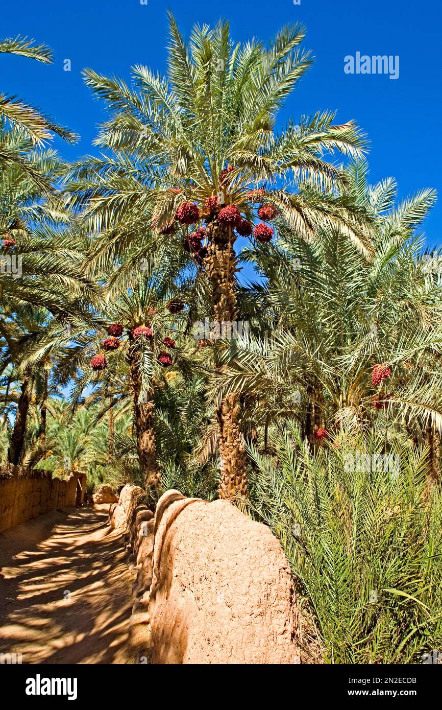 Date palms in an oasis in the Draa Valley, Dra Valley, Morocco Stock ...