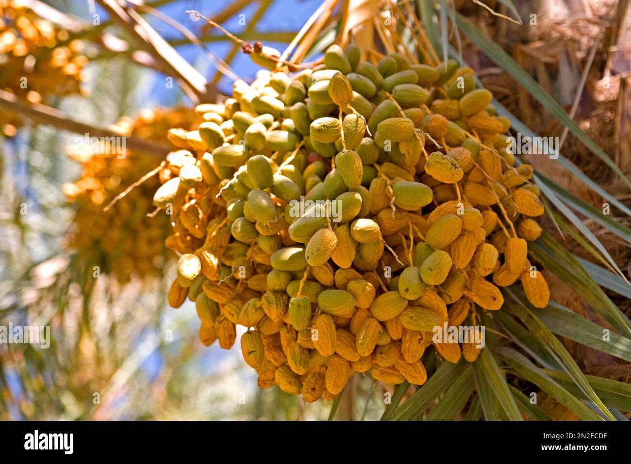 Dates in an oasis in the Draa Valley, Dra Valley, Morocco Stock Photo ...