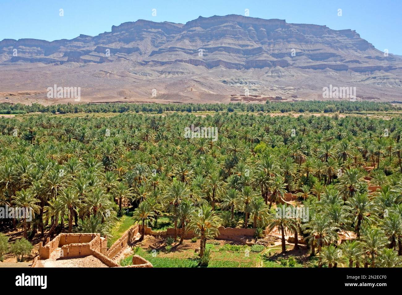 Date palms in an oasis in the Draa Valley, Dra Valley, Morocco Stock ...