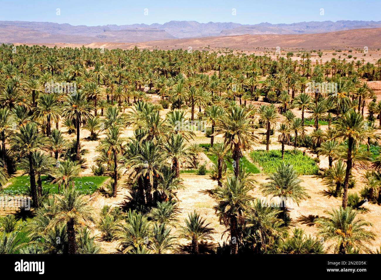 Palm trees, Morocco Stock Photo - Alamy