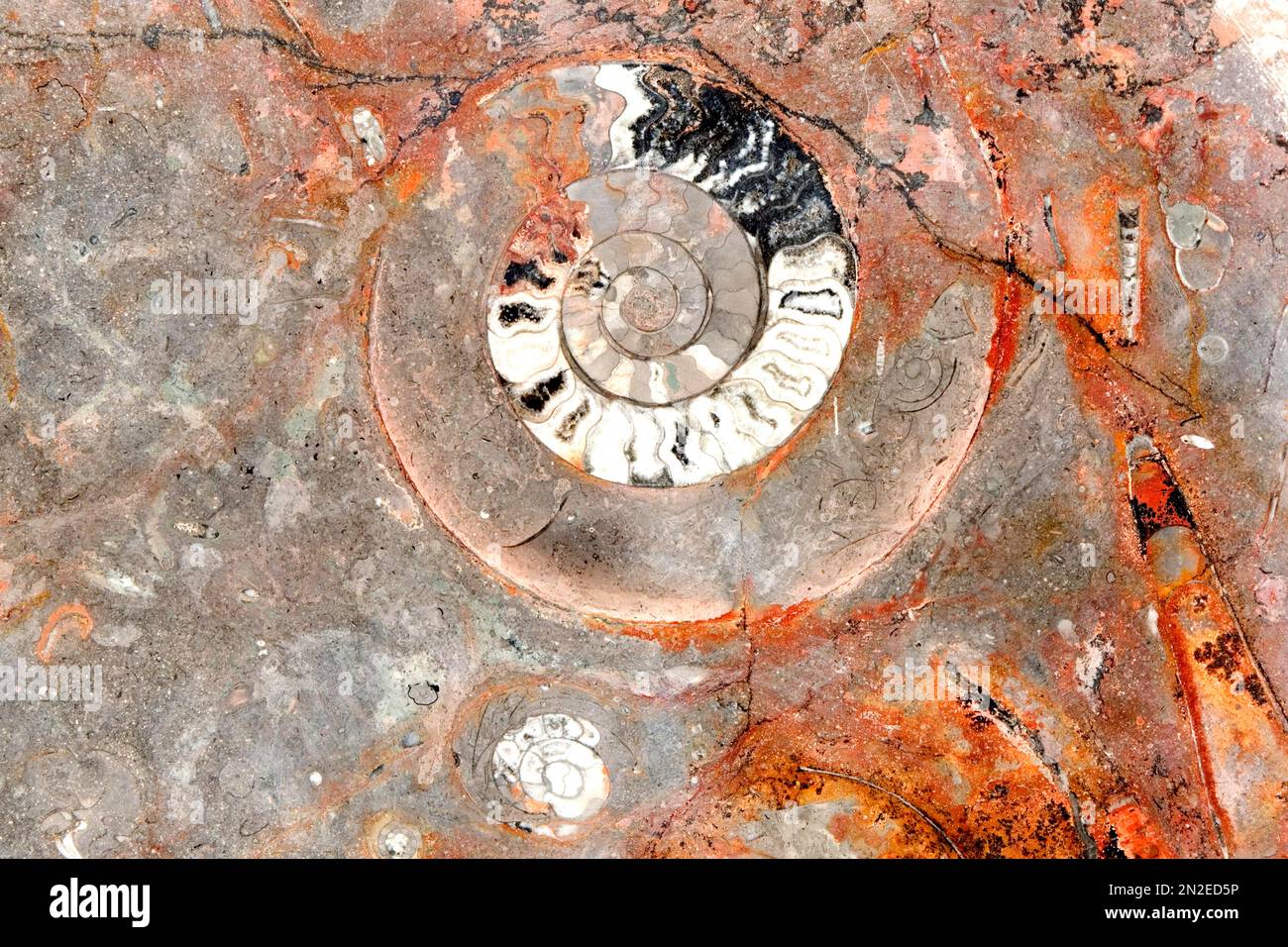 Prehistoric plate hi-res stock photography and images - Alamy