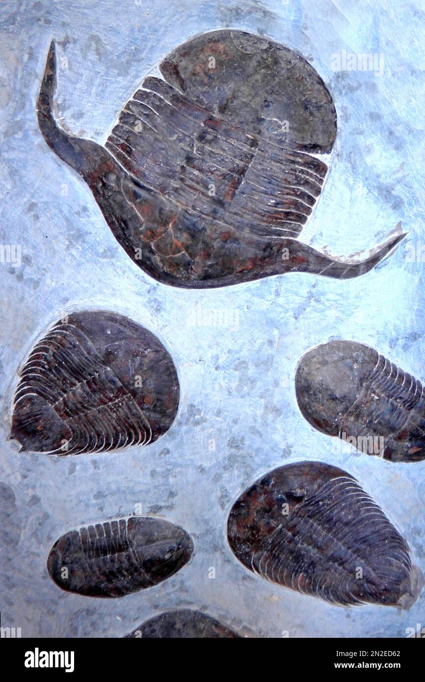 Moroccan fossils hi-res stock photography and images - Alamy