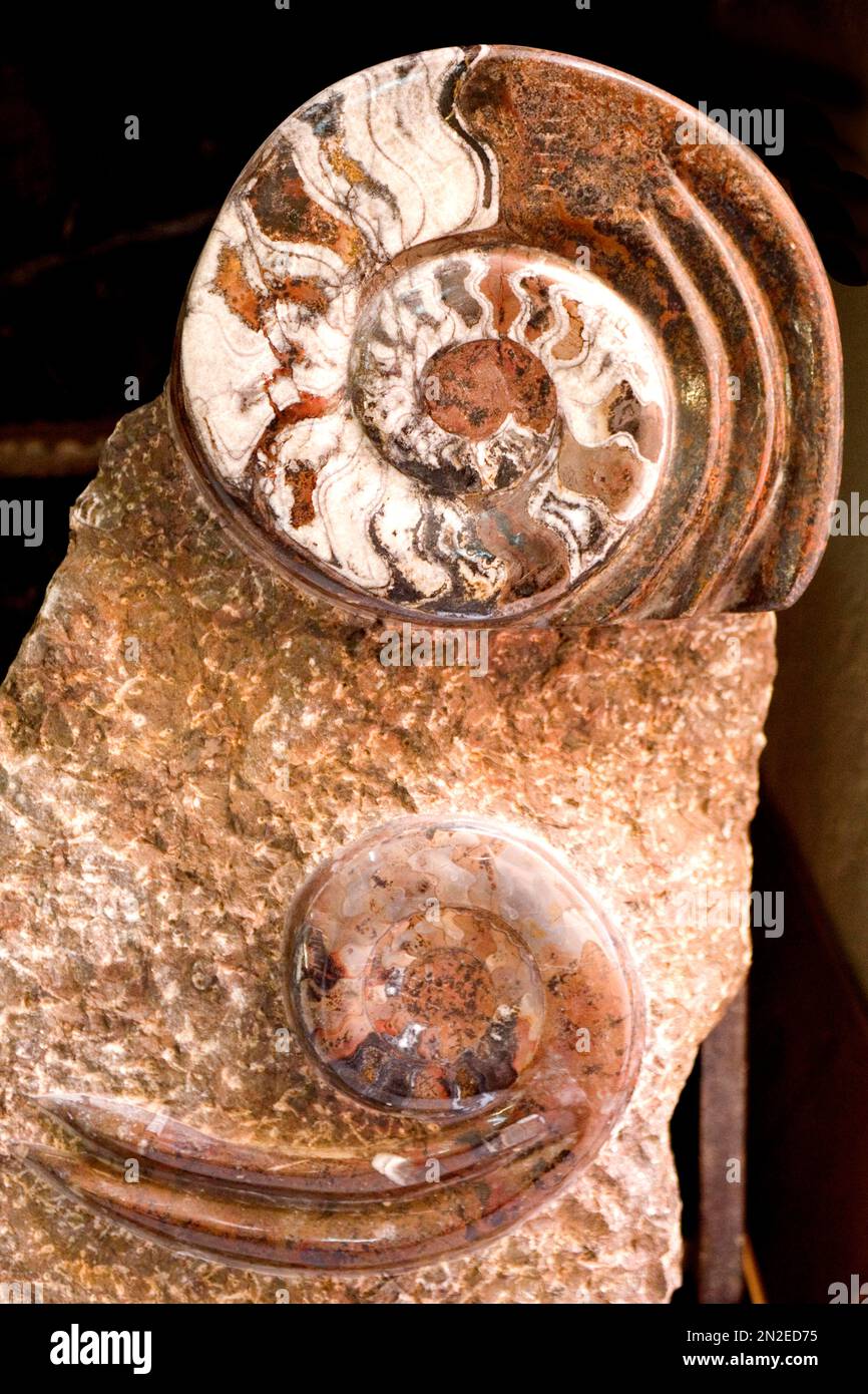 Fossil plate hi-res stock photography and images - Alamy