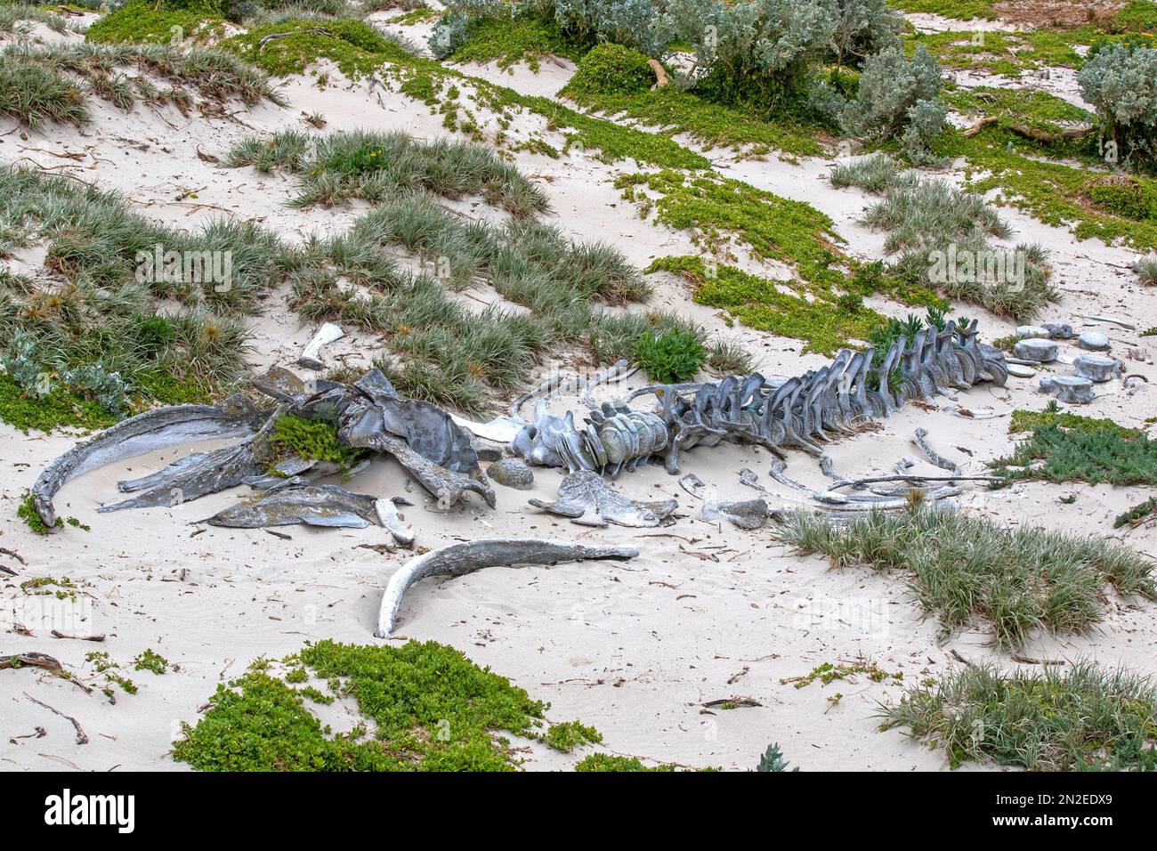 Humpback whale skeleton at Seal Bay, Kangaroo Island Stock Photo - Alamy