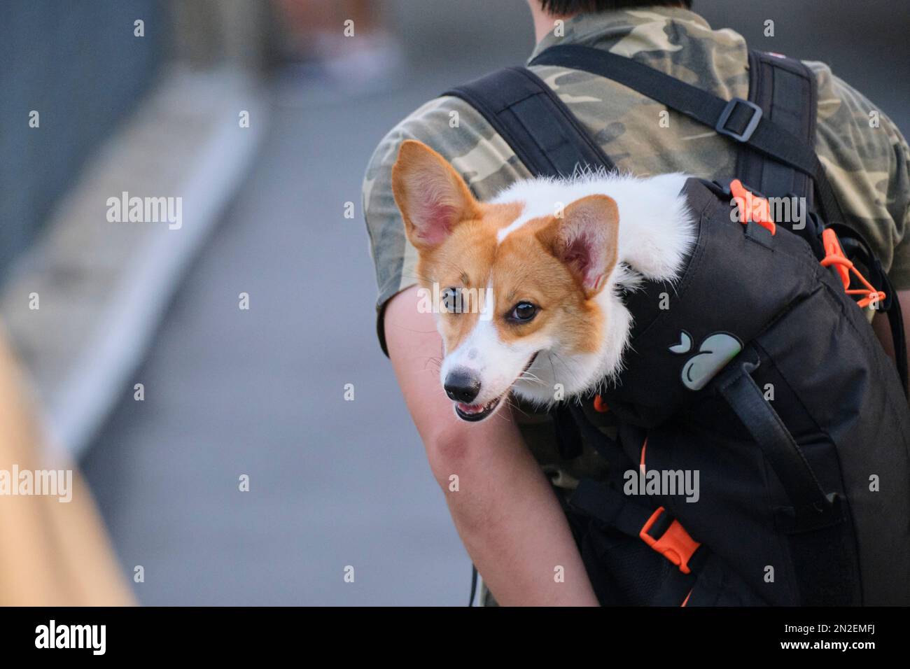 A corgi dog on back of male Stock Photo - Alamy