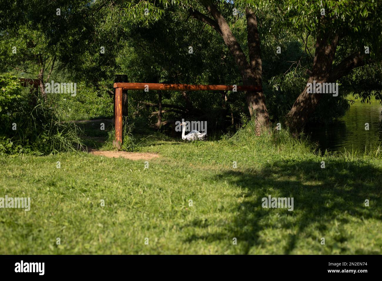 Swan on pond. View in park. Details of recreation area in forest. White ...