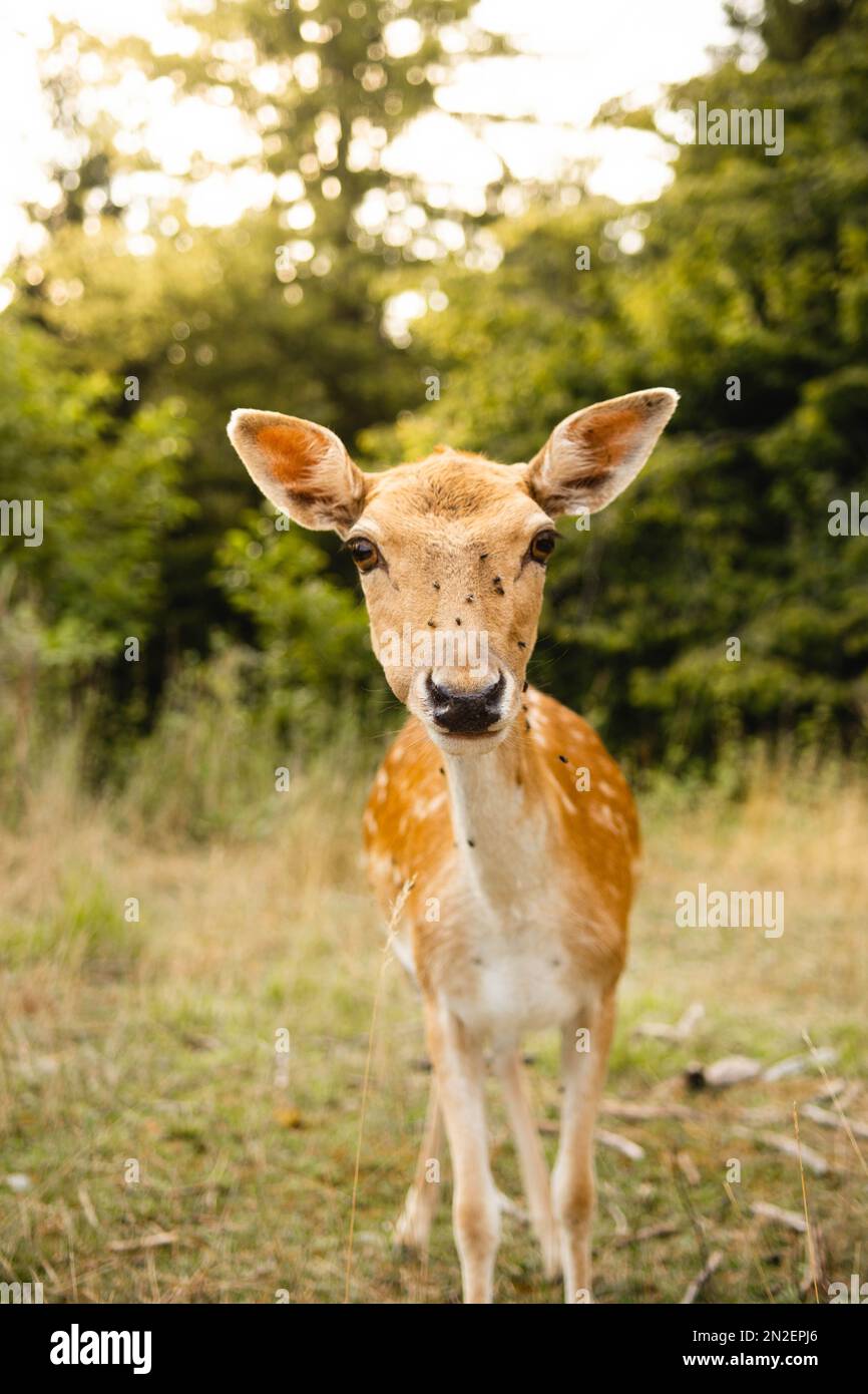 A vertical close-up shot of an Iranian fallow deer (Dama dama ...