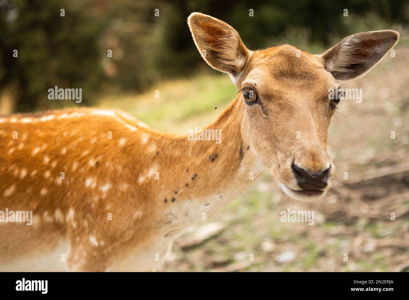 A close-up shot of an Iranian fallow deer (Dama dama mesopotamica) in a ...