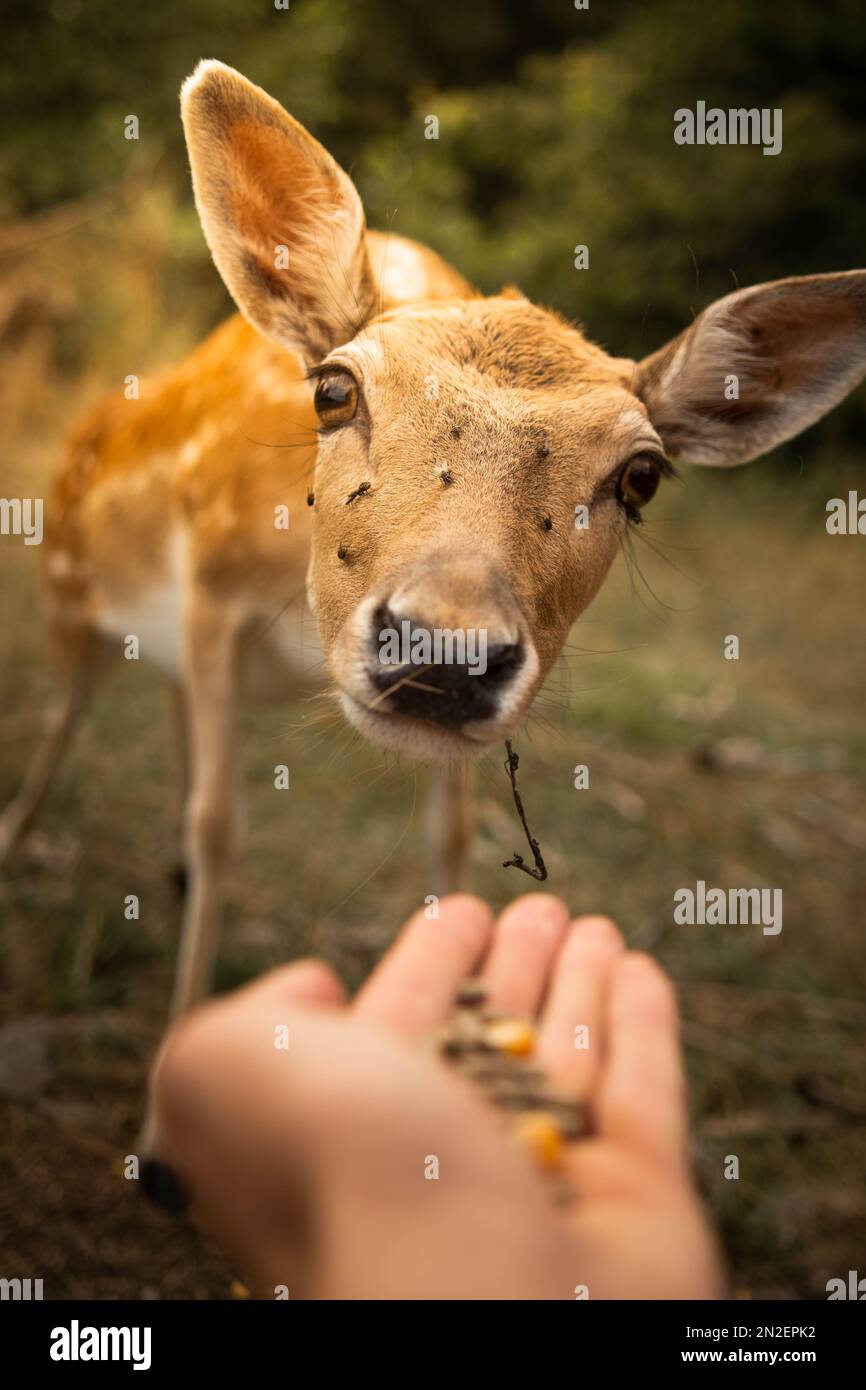 A vertical close-up shot of a person feeding an Iranian fallow deer ...