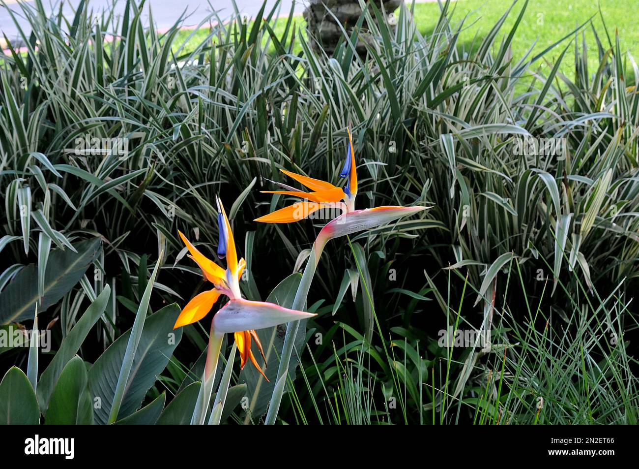 San Diego/california/ 29.September 2019/ Prince of Garden flowers in ...