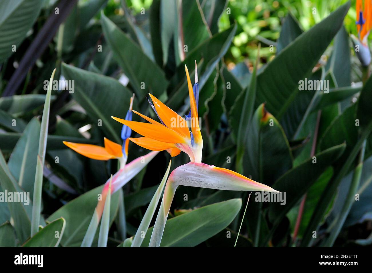 San Diego/california/ 29.September 2019/ Prince of Garden flowers in ...