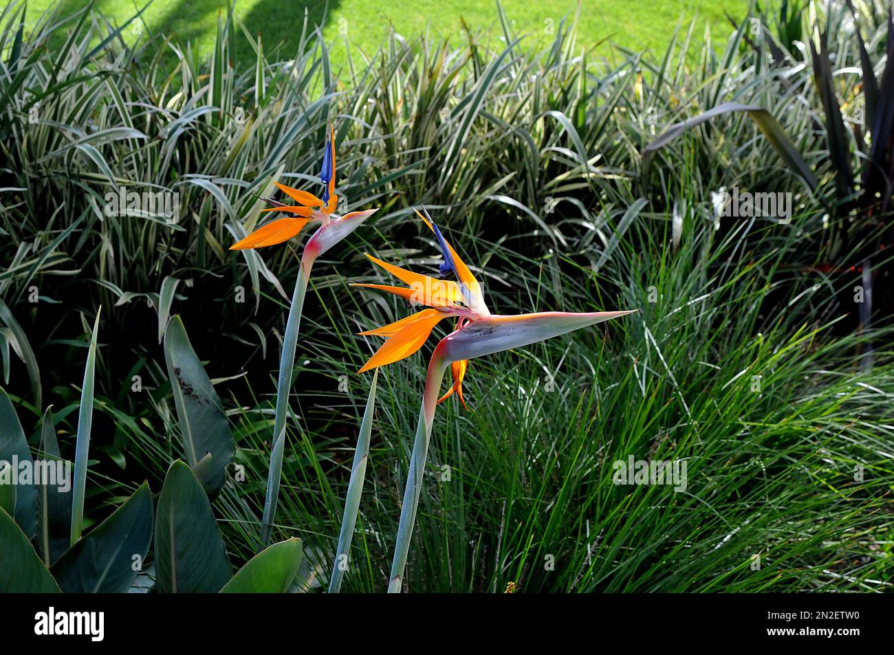 San Diego/california/ 29.September 2019/ Prince of Garden flowers in ...