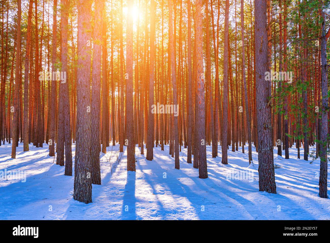 Sunset or sunrise in the spring pine forest covered with a snow ...