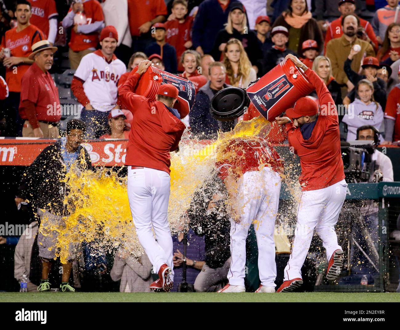 Los Angeles Angels third baseman David Freese gets soaked with a sports ...