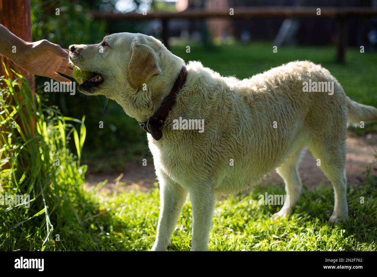 White Labrador in summer. Pet on walk. Animal on hot day. White coat ...