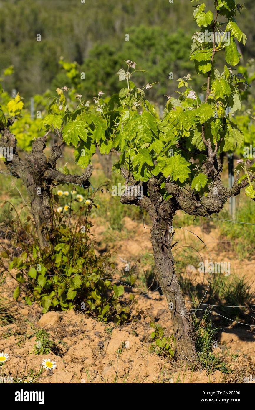 Old grape vine steam hi-res stock photography and images - Alamy
