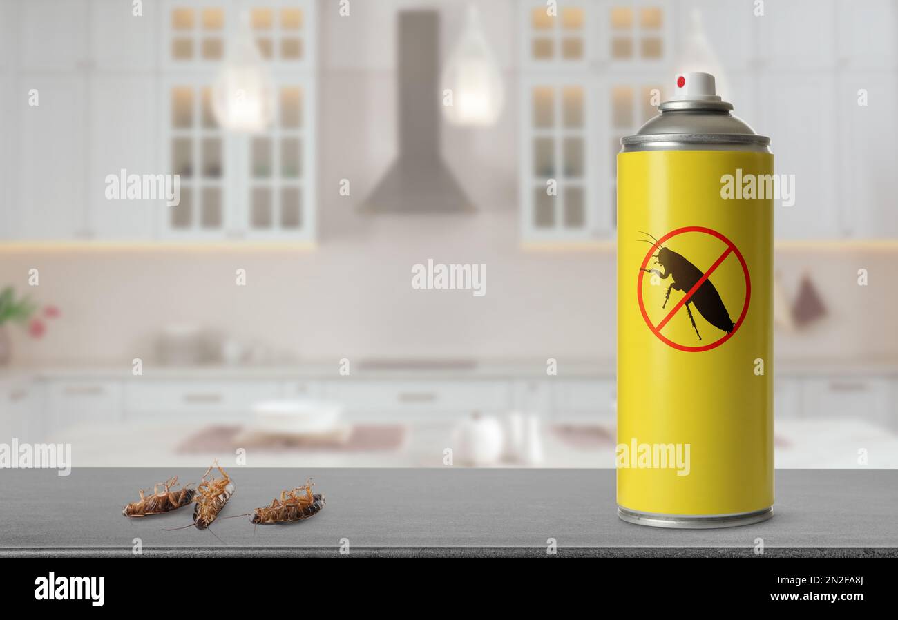 Pest control. Insecticide and dead cockroaches on table in kitchen ...