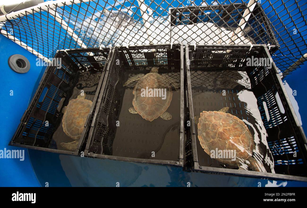 Three sea turtles are contained in individual crates inside a holding ...