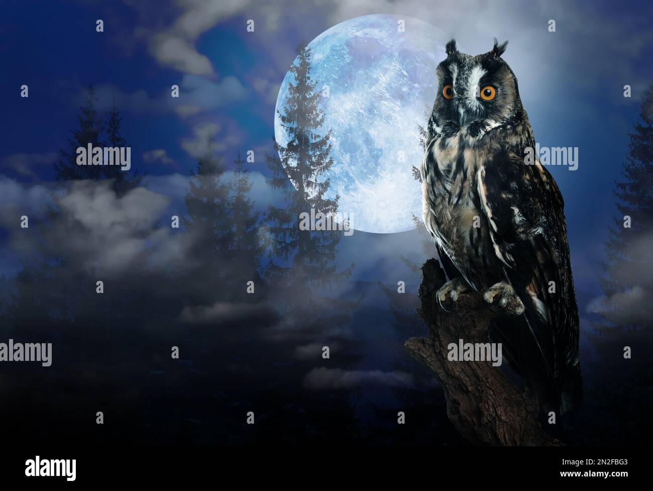 Owl in misty forest on full moon night Stock Photo - Alamy