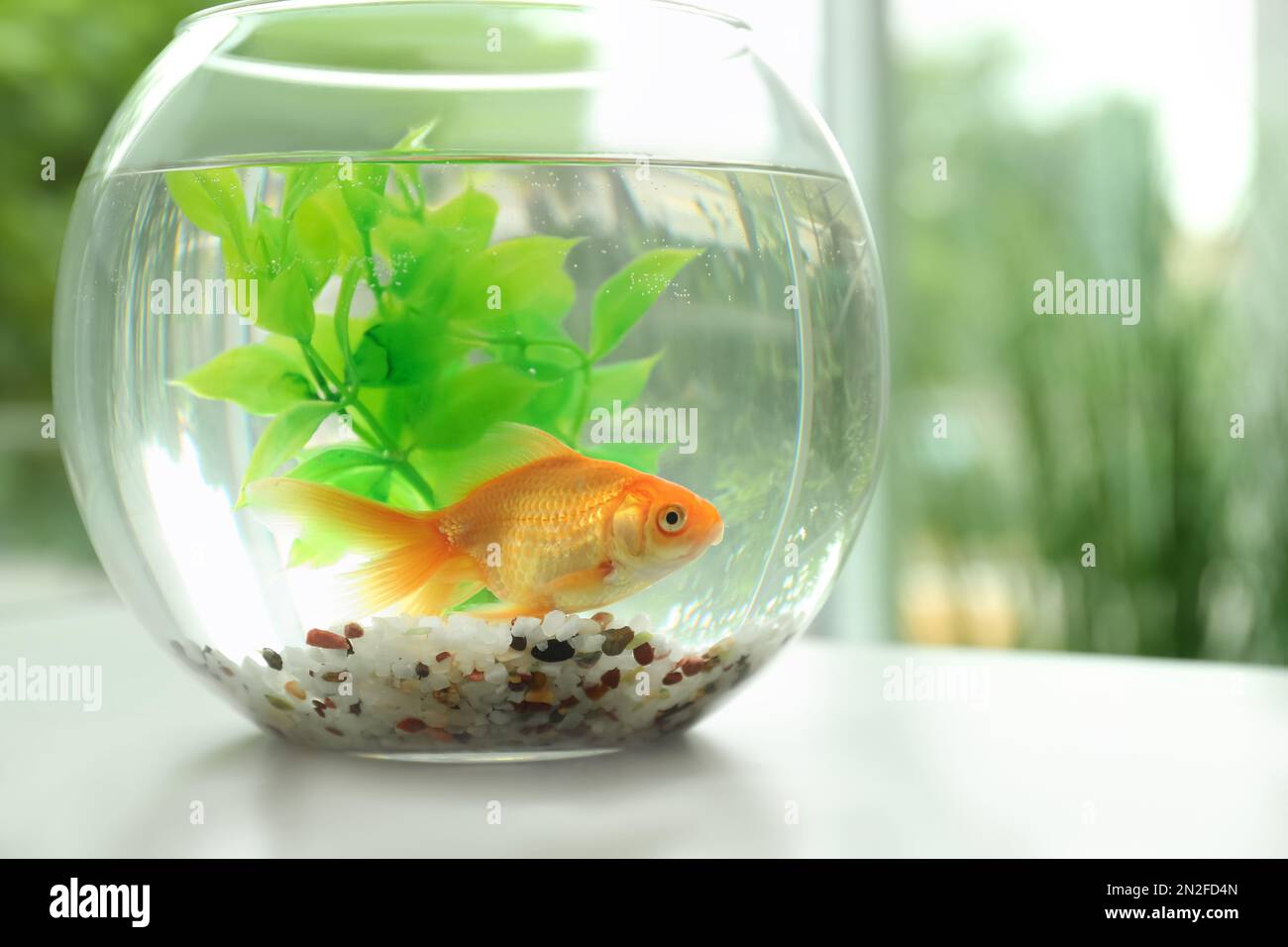 Beautiful bright small goldfish in round glass aquarium on table ...