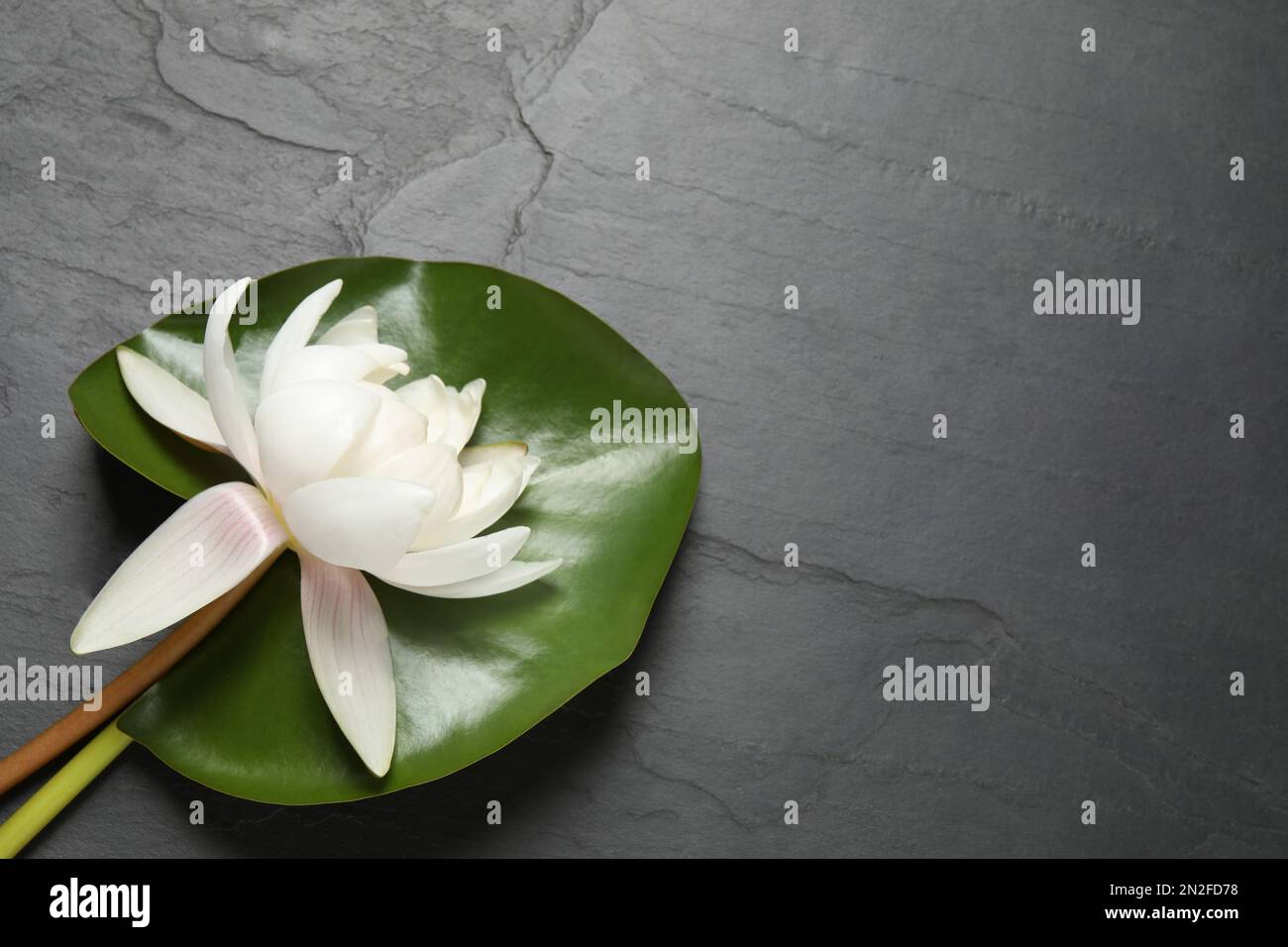 Beautiful white lotus flower with green leaf on grey table, flat lay ...