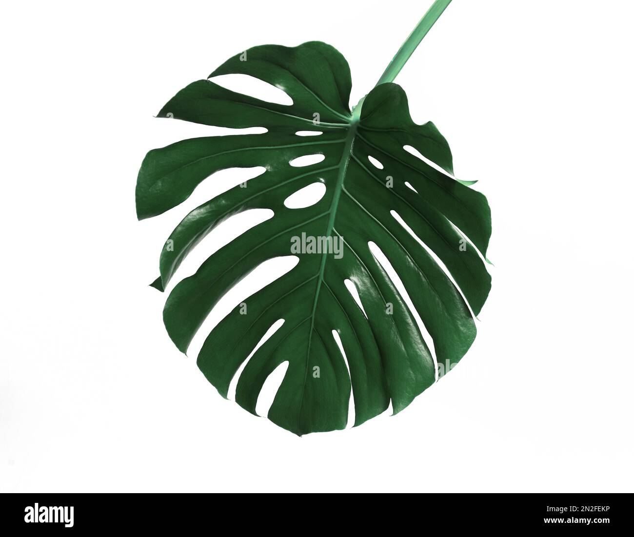 Beautiful monstera leaf on white background. Tropical plant Stock Photo ...