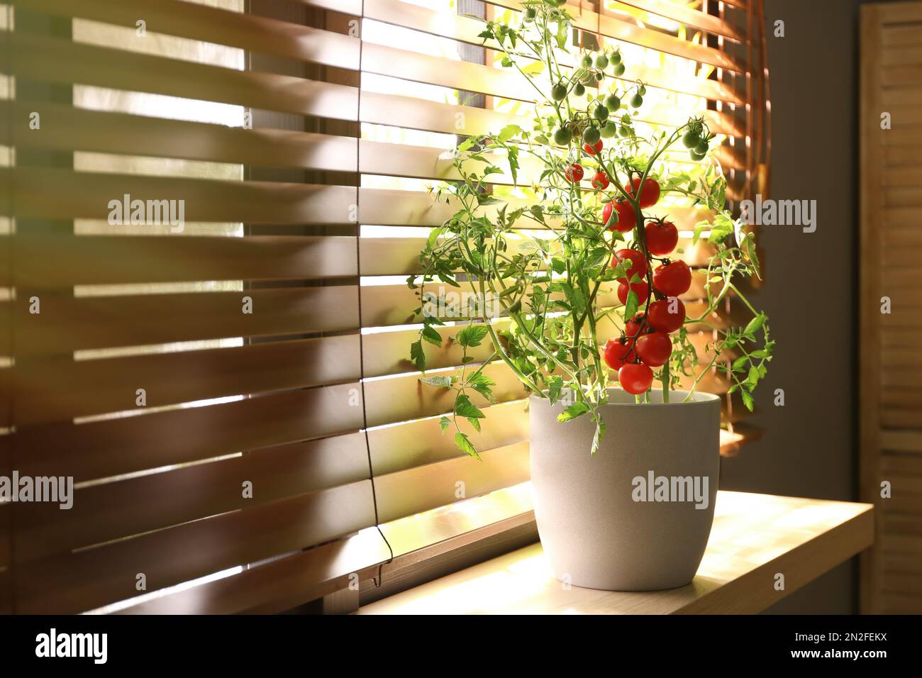 Tomato plant in pot on window sill indoors Stock Photo - Alamy