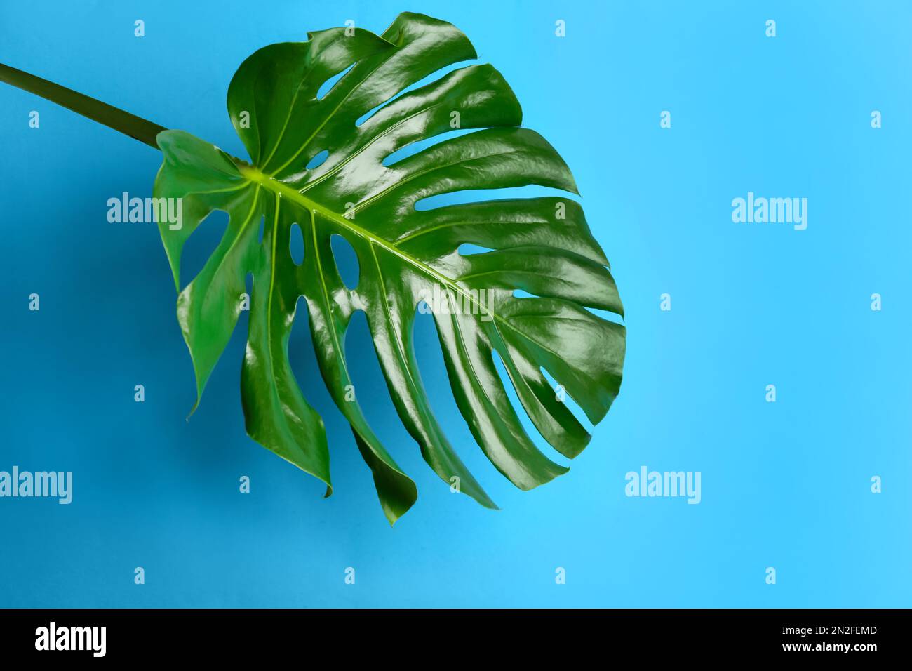 Beautiful monstera leaf on light blue background. Tropical plant Stock ...