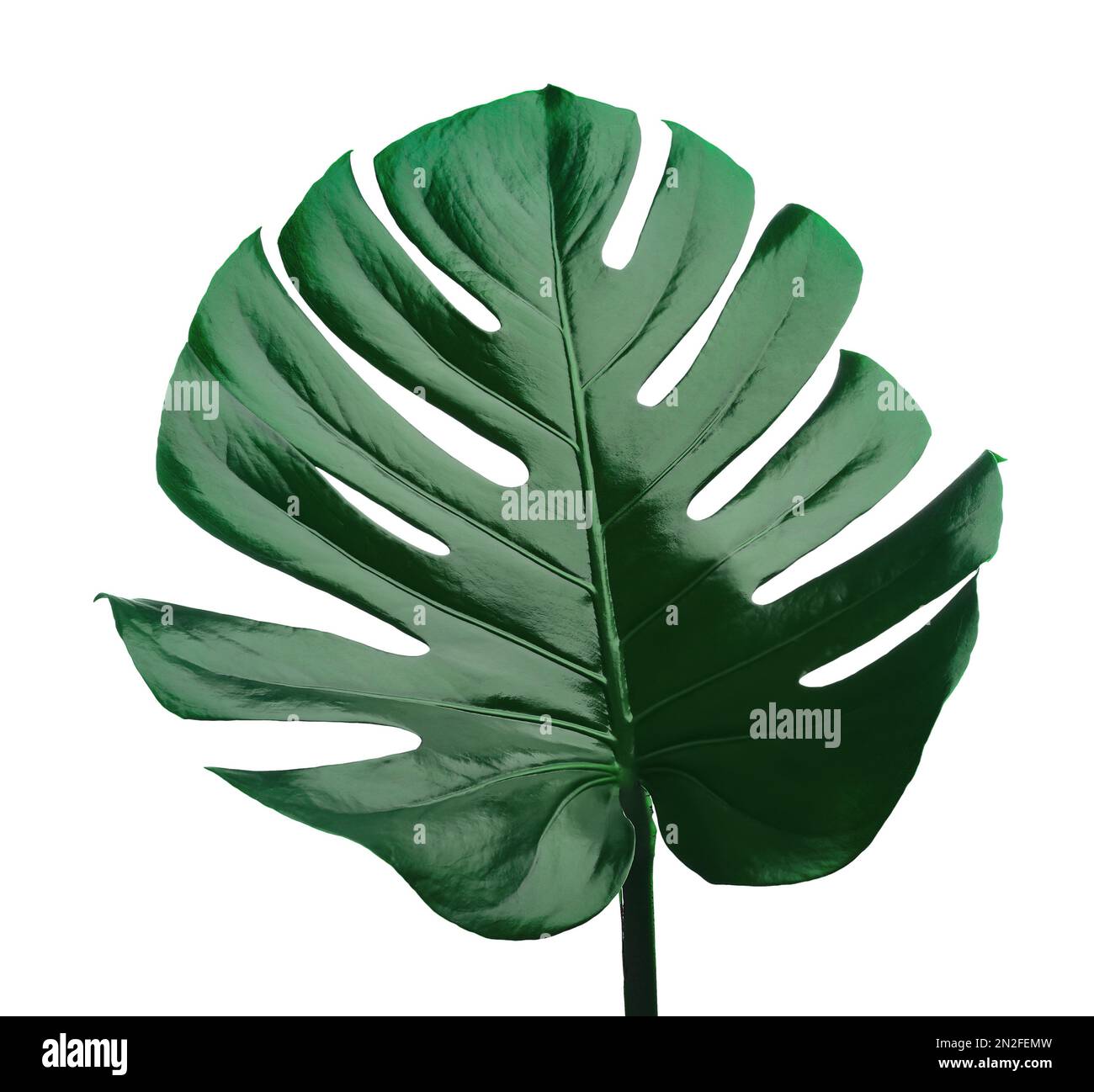 Beautiful monstera leaf isolated on white. Tropical plant Stock Photo ...