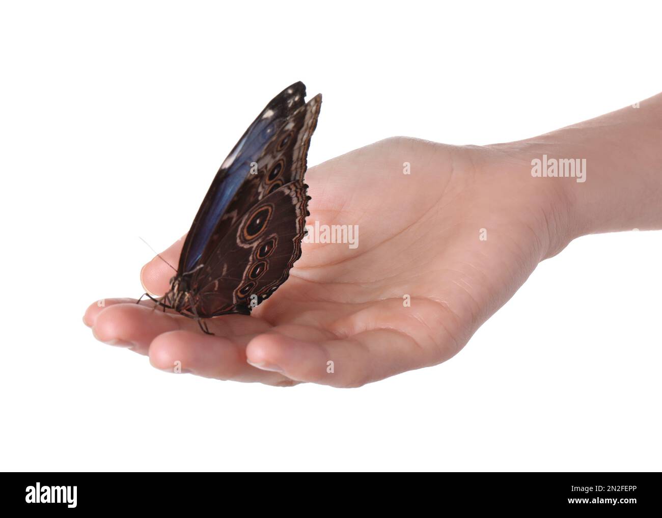 Blue morpho on hand Cut Out Stock Images & Pictures - Alamy