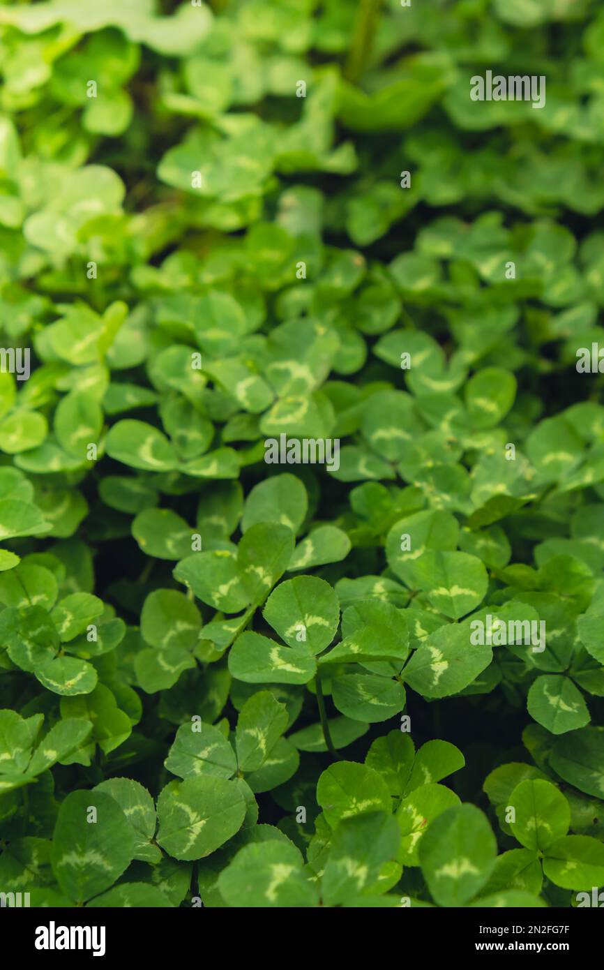 Greenish cleaver natural background. Small green Clover leaves pattern ...
