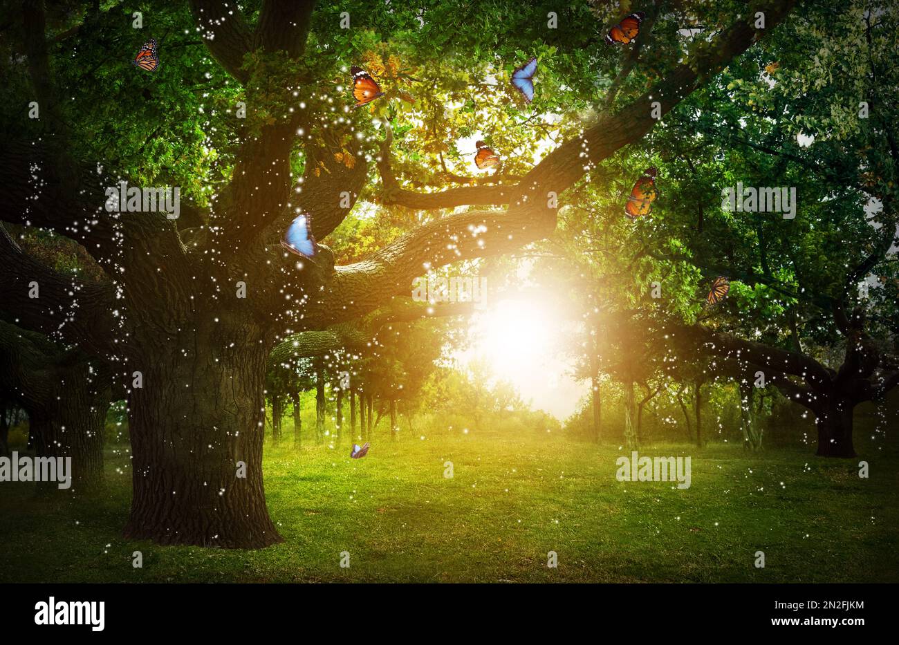 Fantasy world. Enchanted forest with beautiful butterflies and magic ...
