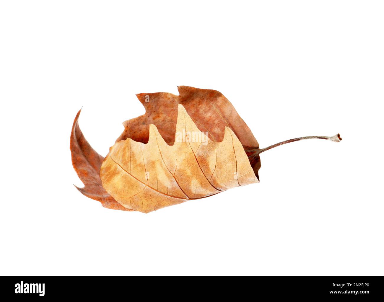 Dry leaf isolated on Cut Out Stock Images & Pictures - Alamy