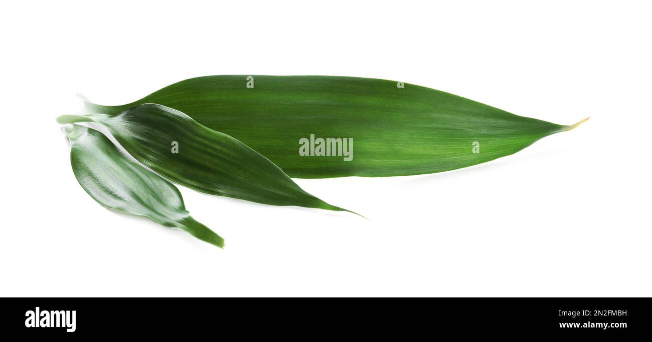 Fresh green ginger leaves isolated on white Stock Photo - Alamy