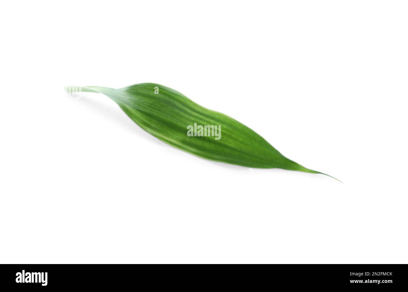 Ginger leaf hi-res stock photography and images - Alamy