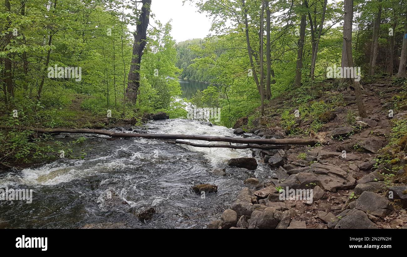 A landscape view of the riverside forest with falling trunks and trees ...