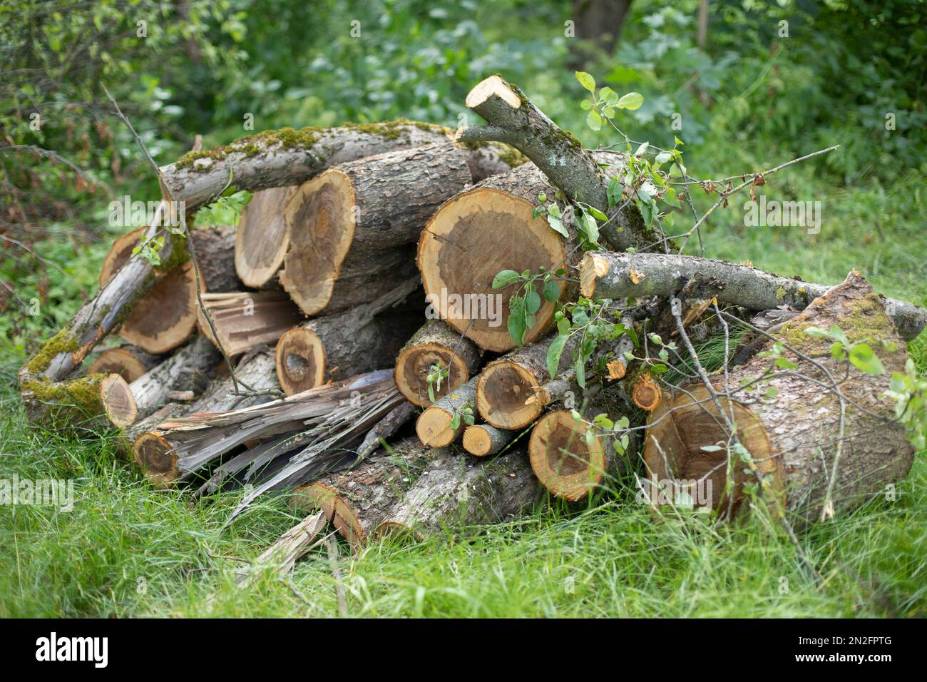 Sawn trees. Firewood for winter. Dry fuel. Logs in countryside. Birch ...